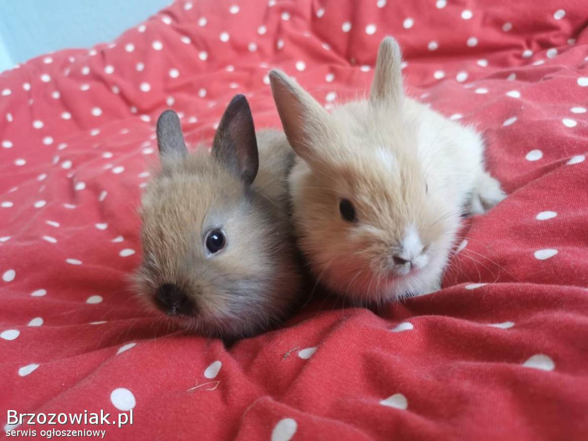 Królik miniaturka Odrzykoń Wojaszówka - Brzozowiak.pl