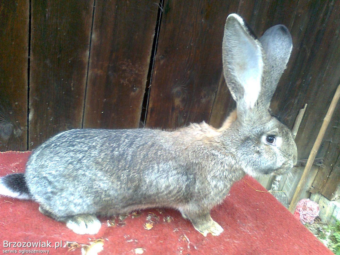 Belgijski olbrzym szary-Samce Humniska Brzozów - Brzozowiak.pl